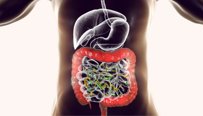 Fibre and Gut Health: Key Benefits & Best Sources