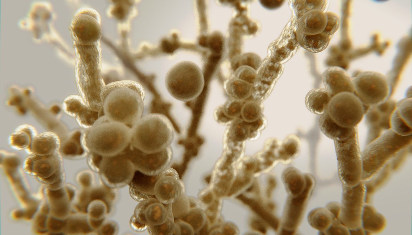 Candida Overgrowth in the Gut: Symptoms, Diet, and Natural Treatment